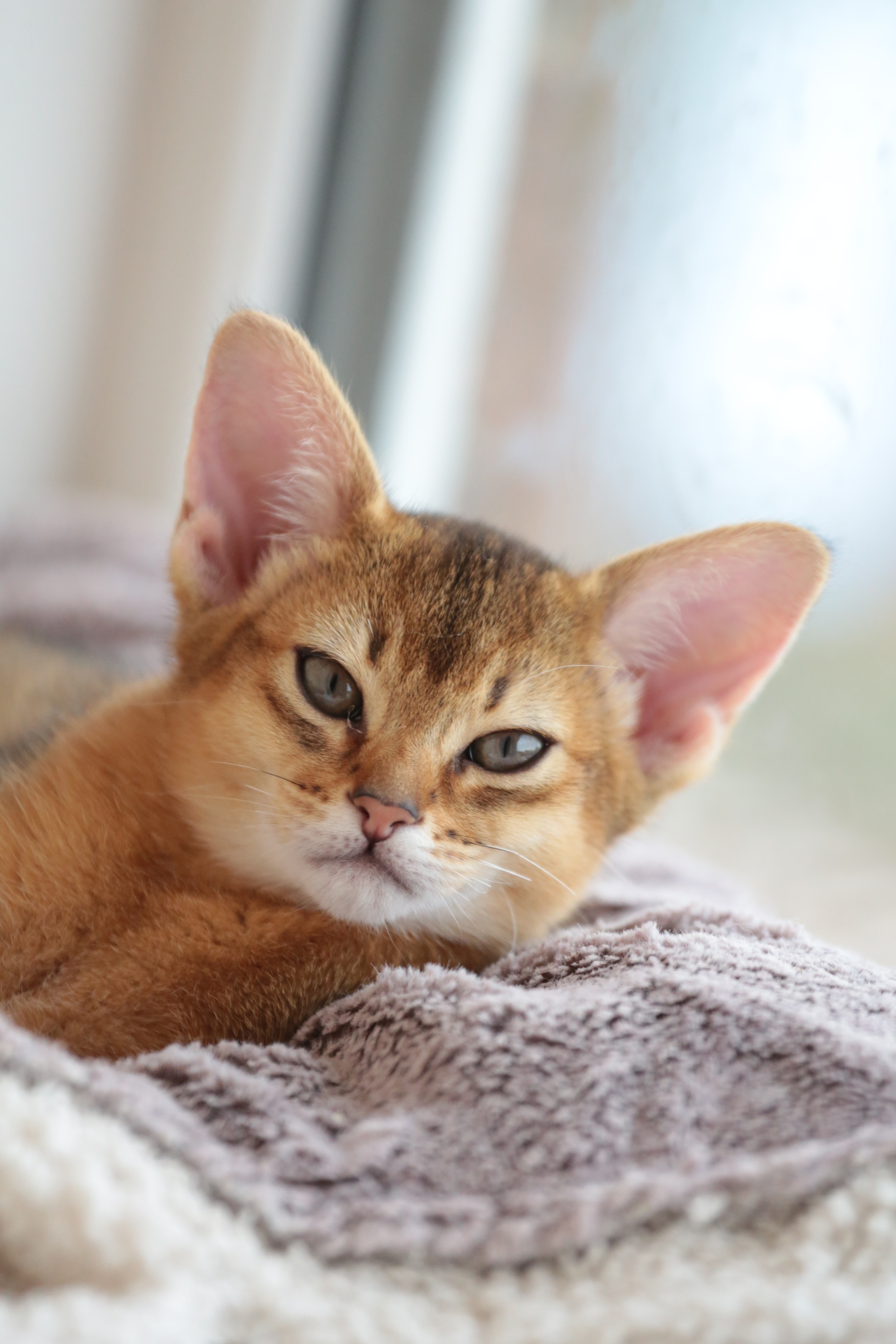 HISTORY OF ABYSSINIAN CATS – ABYSSINIAN CAT ASSOCIATION